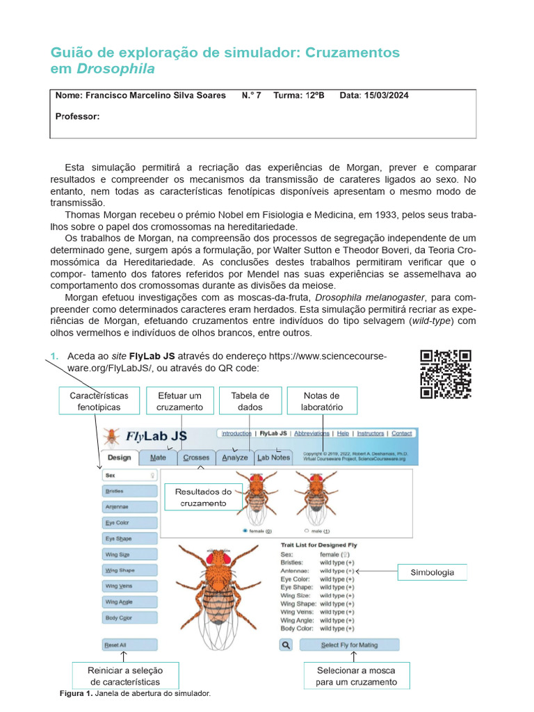 Simulador Fly Lab - Drsosophila - Relatório - Aluno. | PDF | Drosophila Melanogaster | Biologia