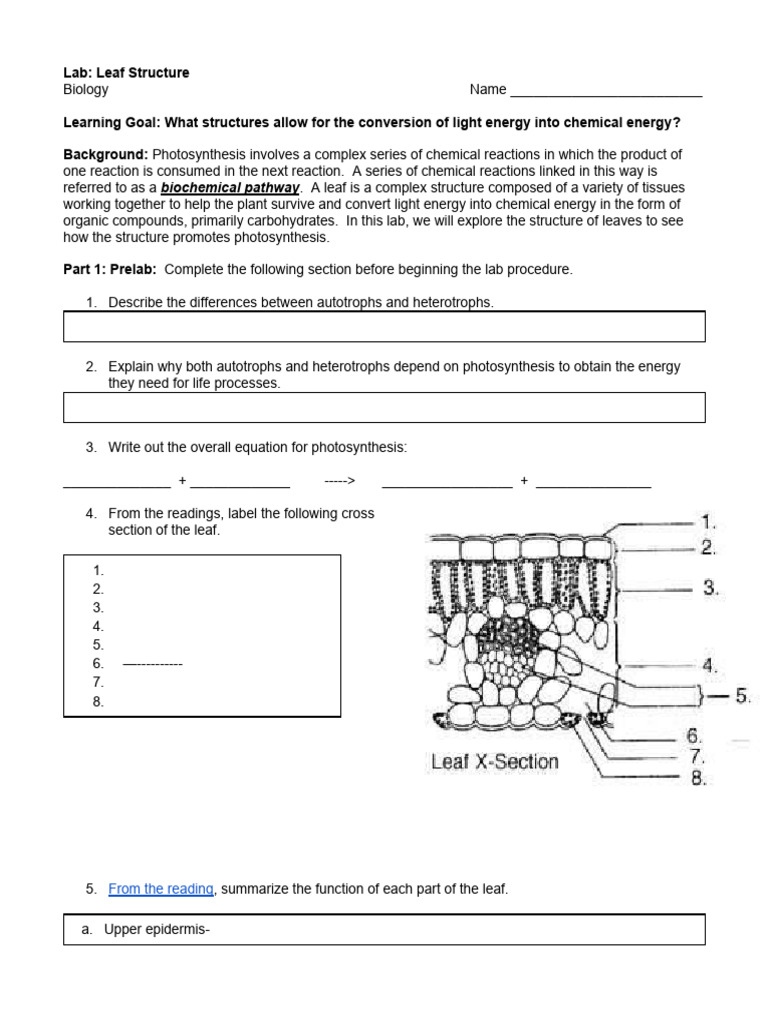 Bio Leaf Structure Lab F21 | PDF | Leaf | Stoma