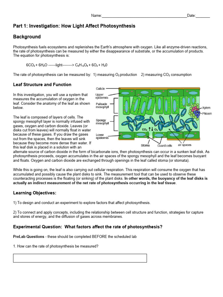 Bio - Photosynthesis Lab Part 1 F21 | Download Free PDF ...