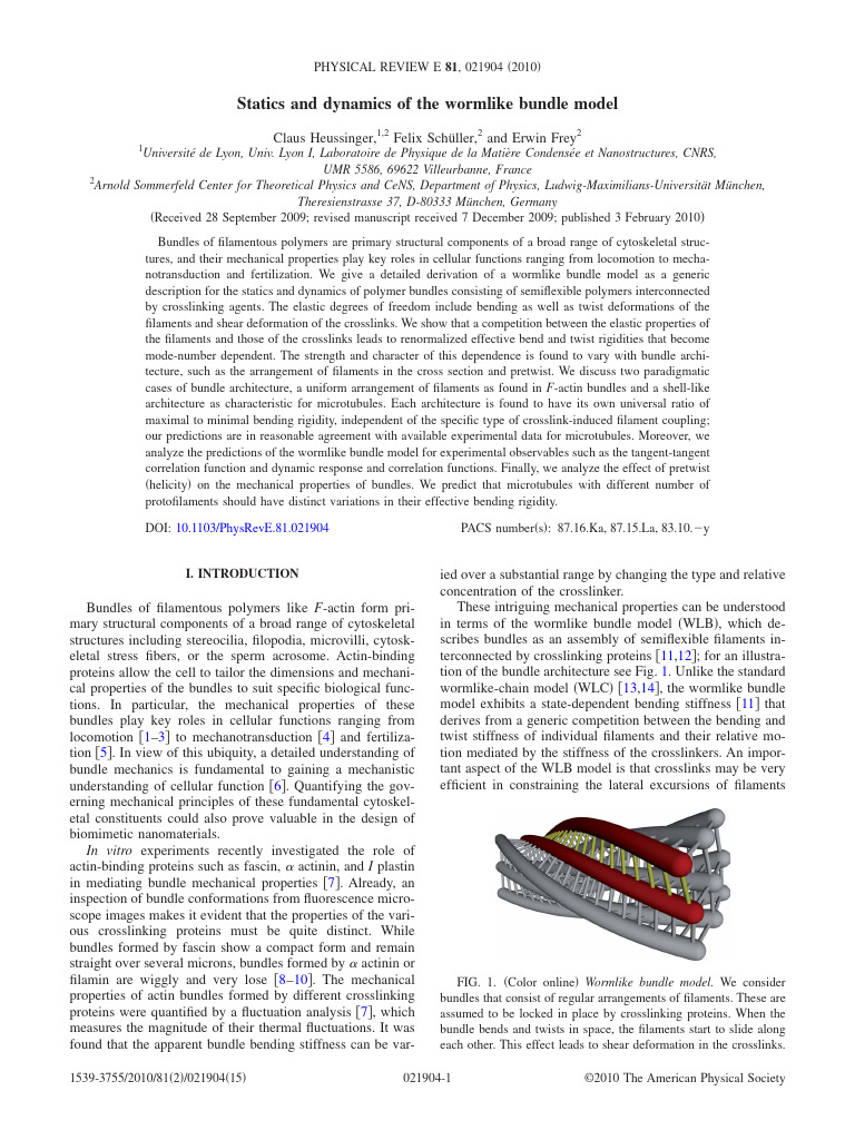 Statics Dynamics Wormlike Bundle Model | Download Free PDF | Bending | Elasticity (Physics)