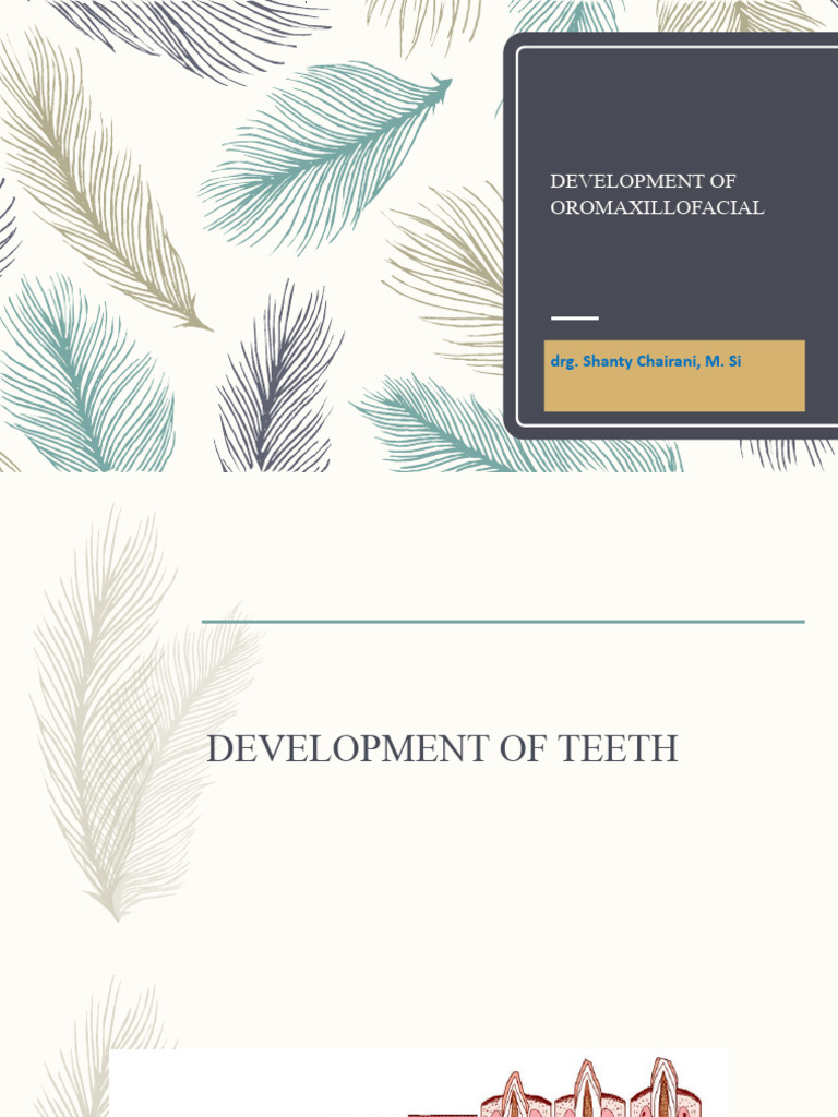 Development of Teeth | PDF