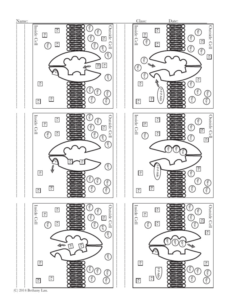 Active Transport Color Activity | PDF | Cell Membrane | Membrane Biology