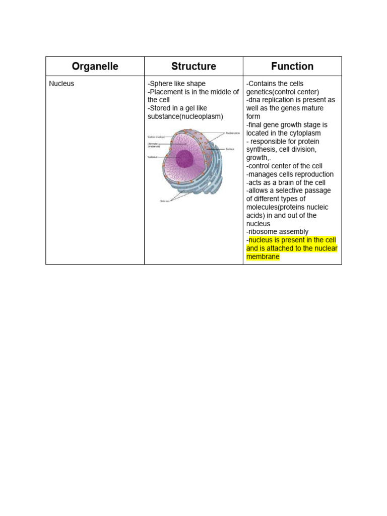 Organelle Study Sheet (Faith) | Download Free PDF | Endoplasmic ...