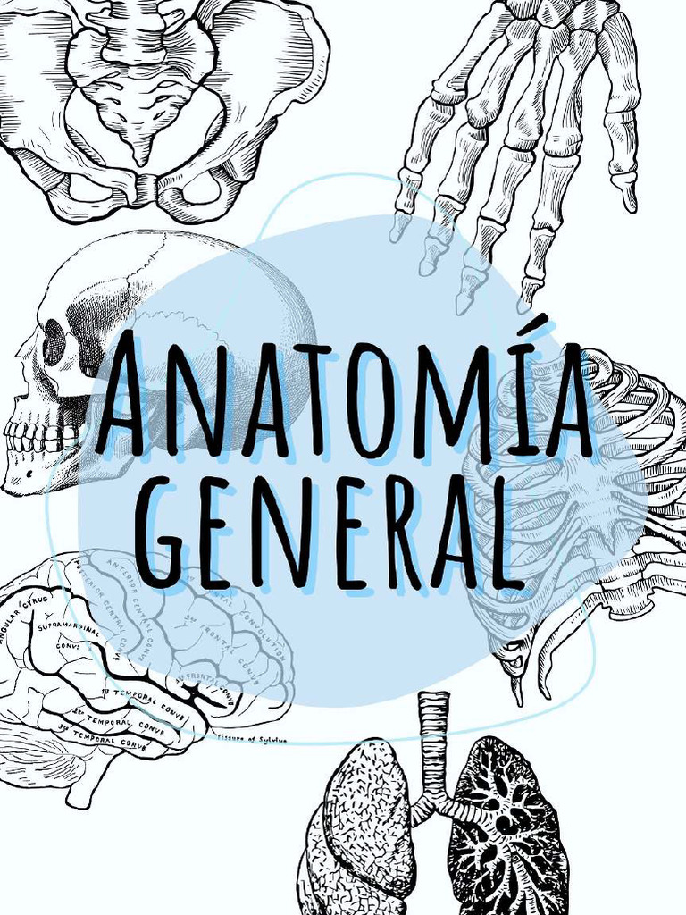 Anatomía: Tipos y Planos Anatómicos | PDF | Hueso | Términos anatómicos ...