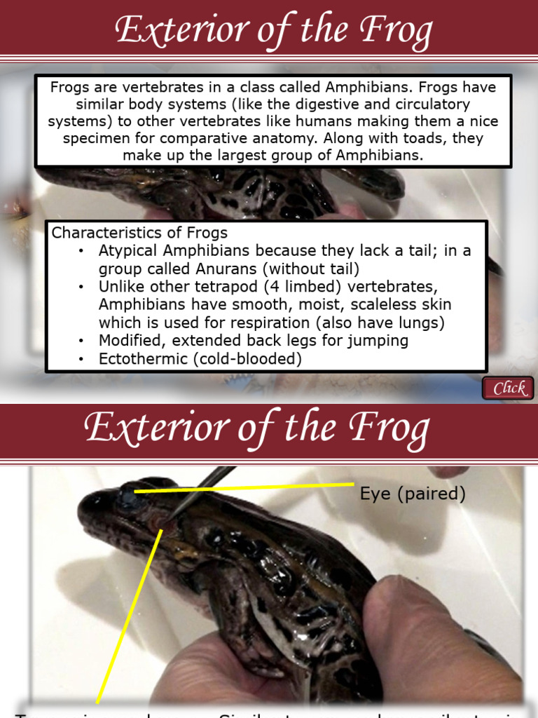 Frog External Anatomy | PDF | Frog | Amphibian