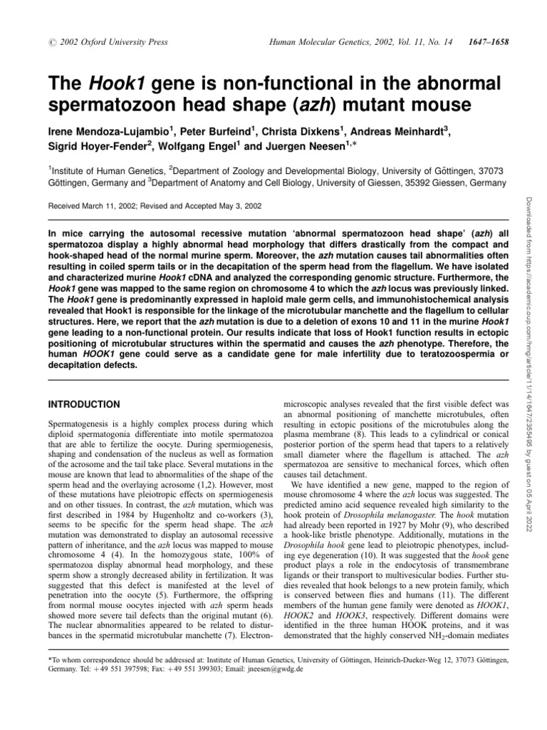 The Hook Gene Is Non-Functional in The Abnormal Spermatozoon Head Shape ...