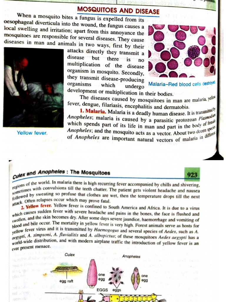 Mosquities As A Vectors of Various Diseases | PDF