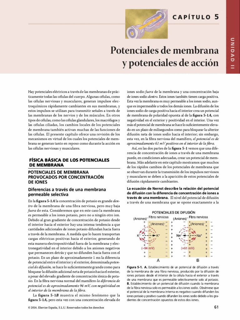 Guyton y Hall | PDF