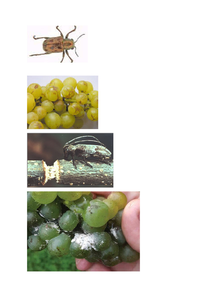 Pests of Grapevine | PDF
