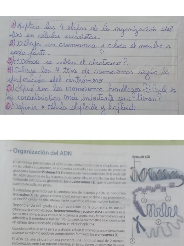 Organización del ADN-Cromosomas | PDF