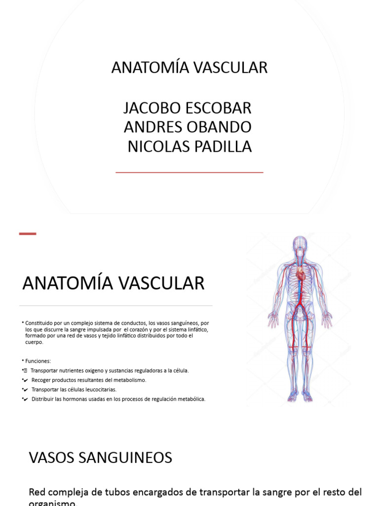Anatomía y Funciones del Sistema Vascular | PDF | Sistema circulatorio ...