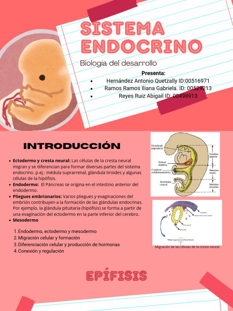 Sistema Endocrino | PDF | Glándula pituitaria | Páncreas