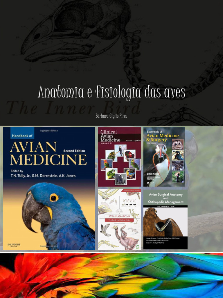 Aula 4 - Anatomia e Fisiologia Das Aves | PDF | Pena (pássaro) | Aves