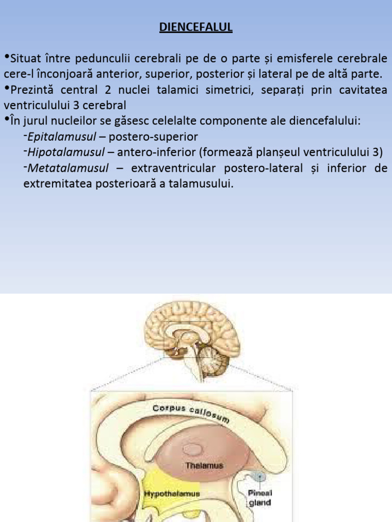 Diencefal Emisfere Gustativ Olfactiv | PDF