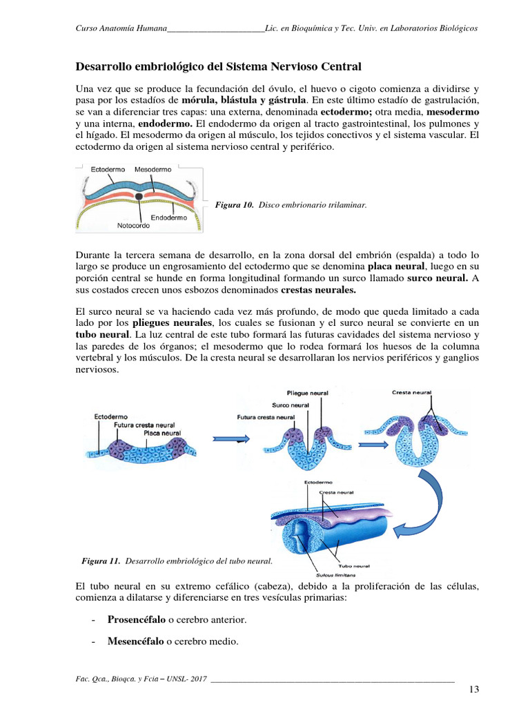 12-Sistema Nervioso II | PDF | Sistema nervioso central | Médula espinal 12-Sistema Nervioso II | PDF | Sistema nervioso central | Médula espinal
