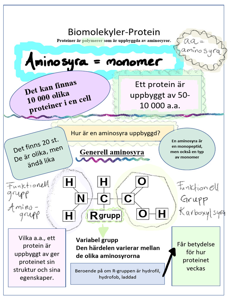 Genomgång Proteiner | PDF
