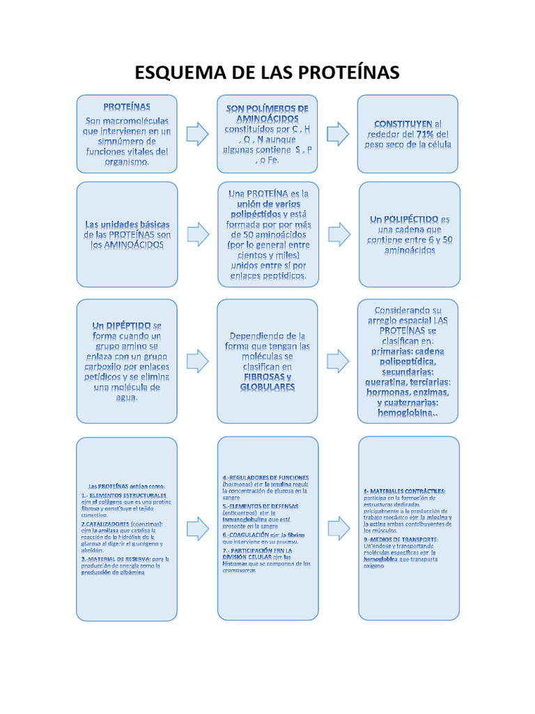 Esquema y Funciones de las Proteínas | PDF | Proteínas | Aminoácidos