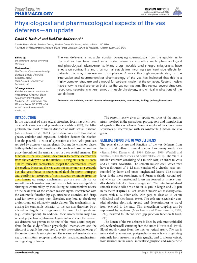 Jurnal Internasional - Vas Deferens | PDF | Muscle Contraction ...