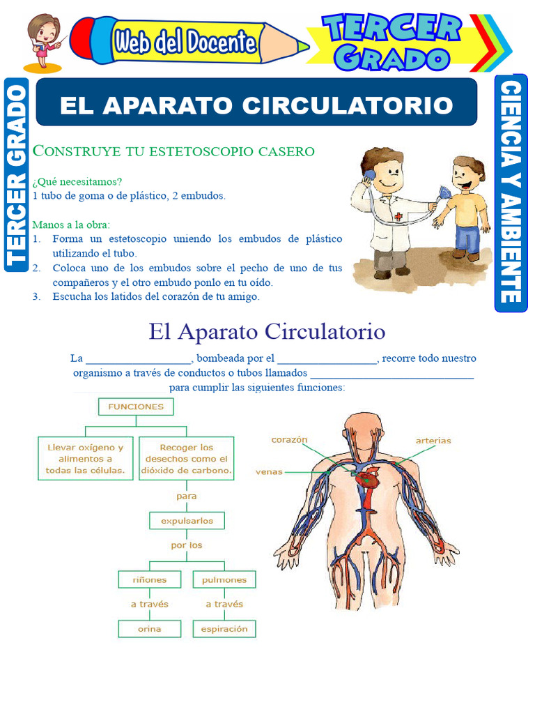 Taller Sistema Circulatorio | PDF | Sistema circulatorio | Corazón