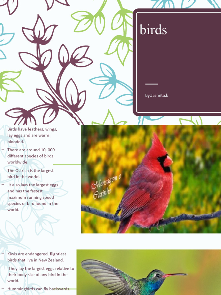 Birds - Short Presentation | PDF