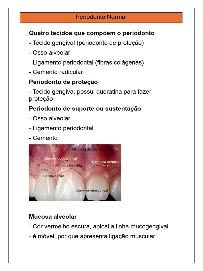 Periodonto Normal (Periodontia) | PDF | Boca | Osso