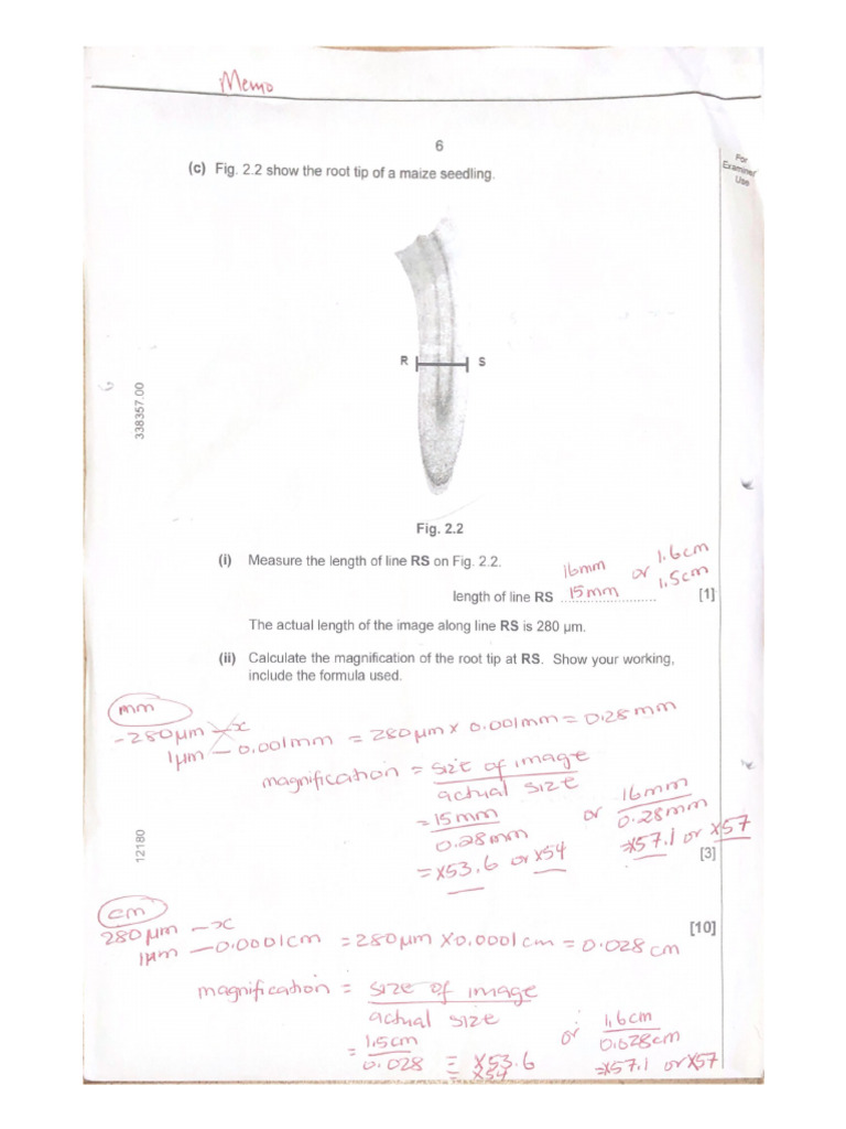 C Fig 2 2 Show The Root Tip Of A Maize Seedling Pdf