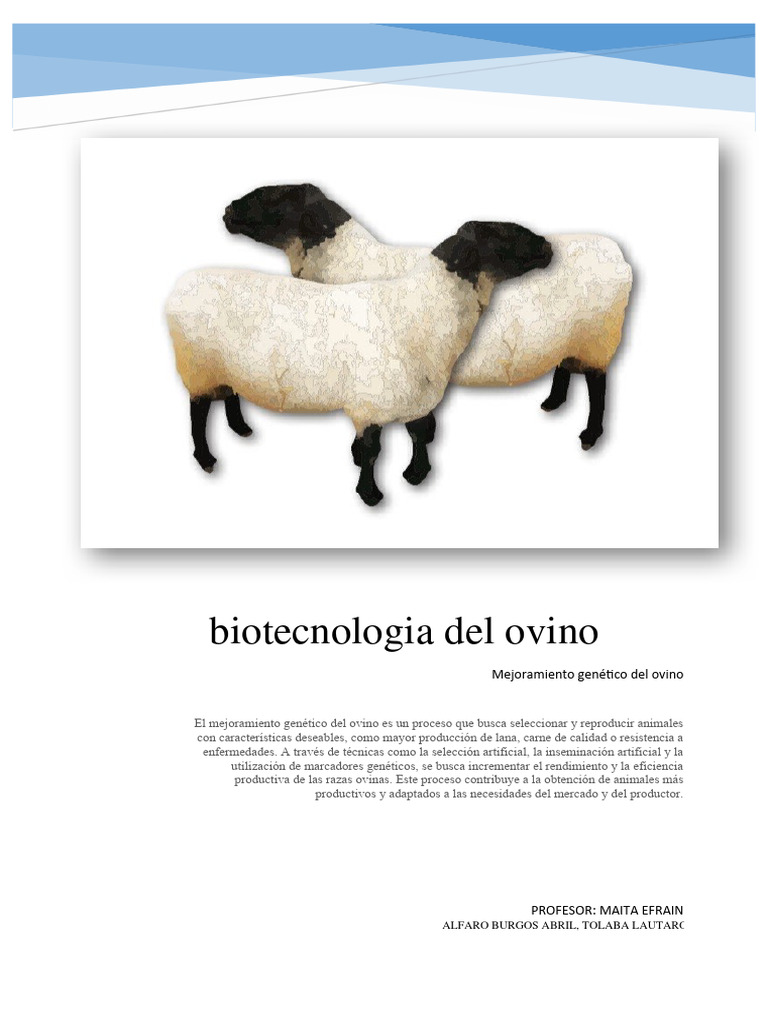 El Estudio Aborda La Aplicación de Biotecnologías Reproductivas en Ovinos Con El Objetivo de ...
