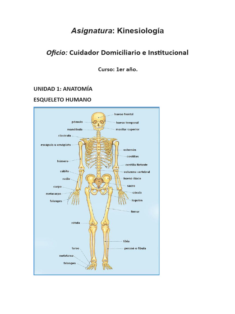 Unidad 1 Anatomia Osea Pdf Rodilla Pelvis