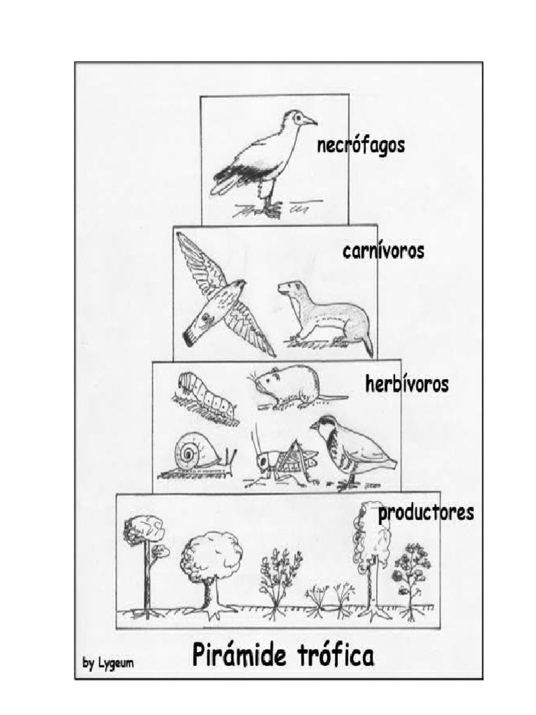 piramide trofica | PDF