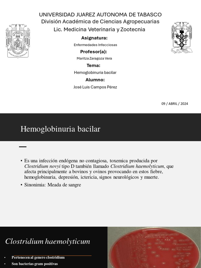 Hemoglobinuria Bacilar | PDF | Medicina CLINICA | Especialidades Medicas