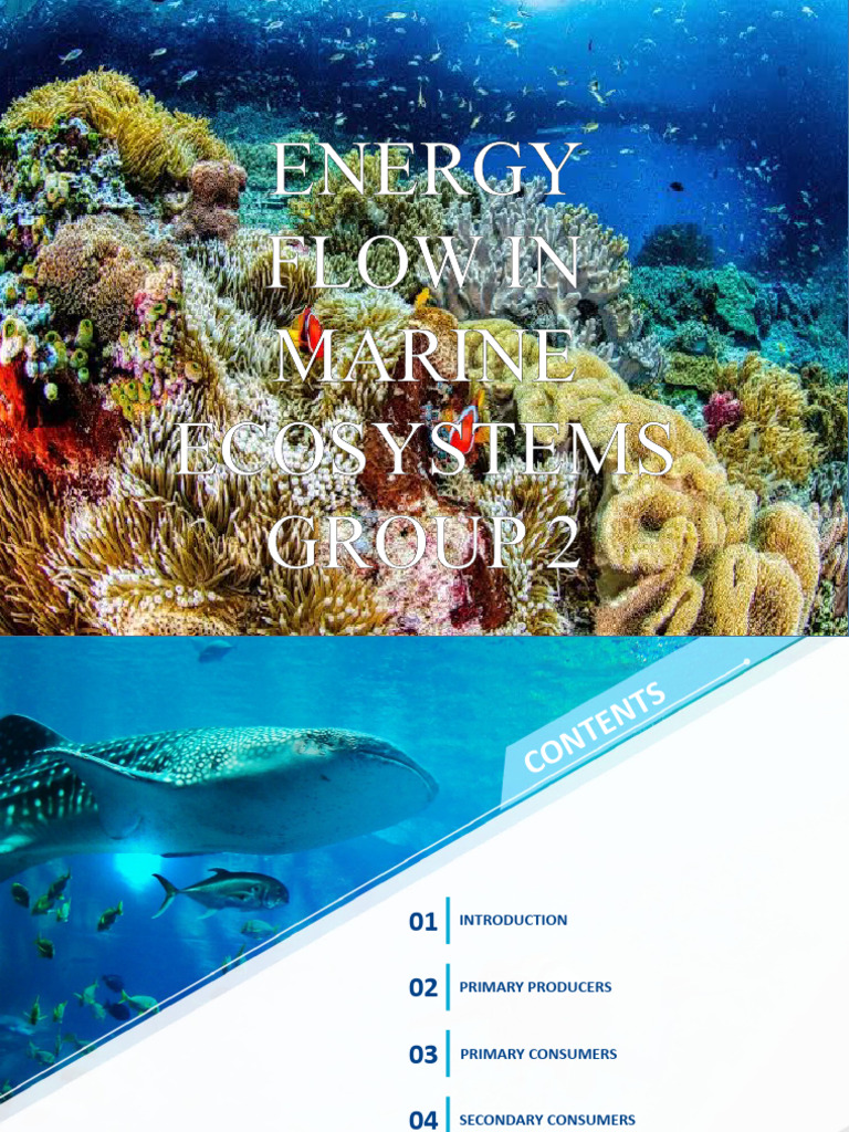 ENERGY-FLOW-IN-MARINE-ECOSYSTEM-WPS-Office | PDF | Food Web | Ecosystem