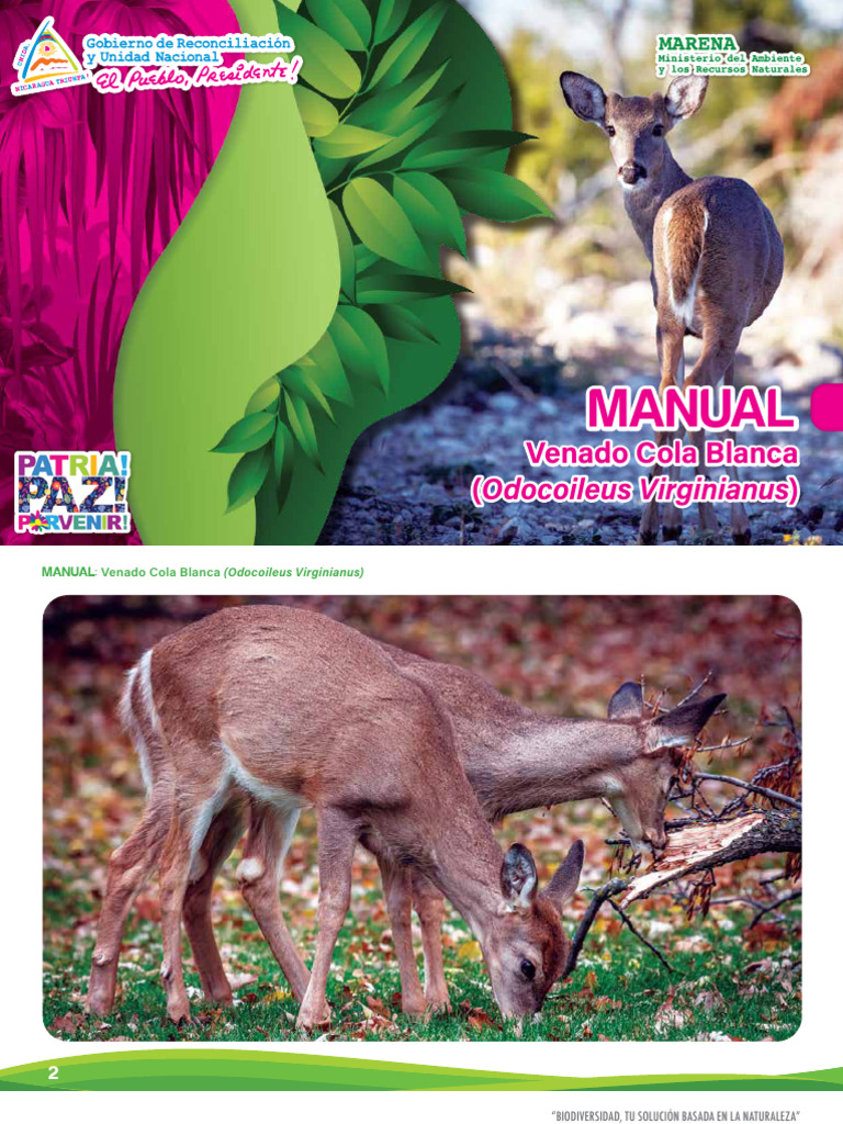 Venado Guia | PDF | Venado de cola blanca