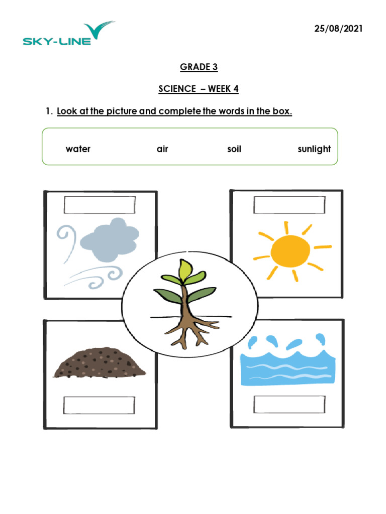 Grade 3 Science Week 4 Activity | PDF