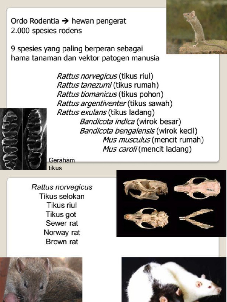 Hama Tikus Di Sawit | PDF