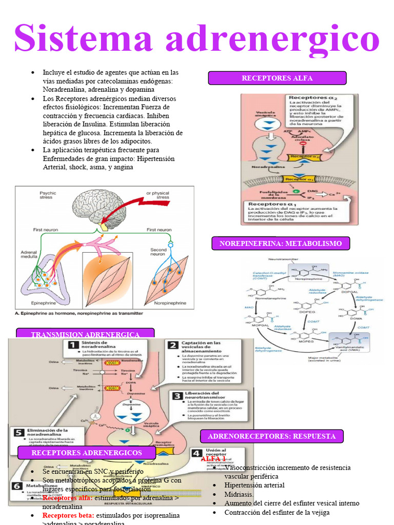 Sistema Adrenergico | PDF | Especialidades Medicas