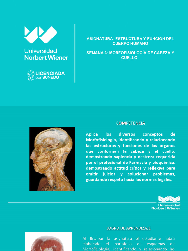 Clase 3 Cabeza Y Cuello Pdf Anatomía Sistema Musculoesquelético