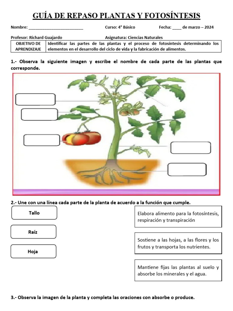 Guía de Repaso: Plantas y Fotosíntesis | PDF | Plantas | Fotosíntesis