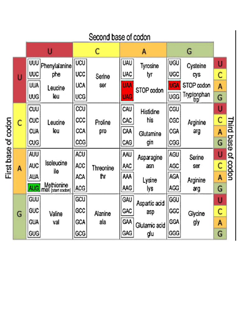 Codon Chart | PDF
