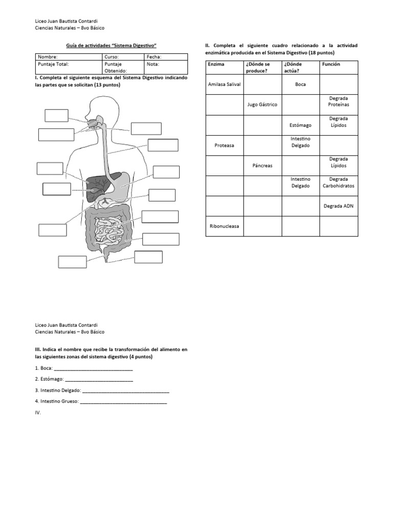 Guía Actividades Sistema Digestivo | PDF | Sistema digestivo humano ...
