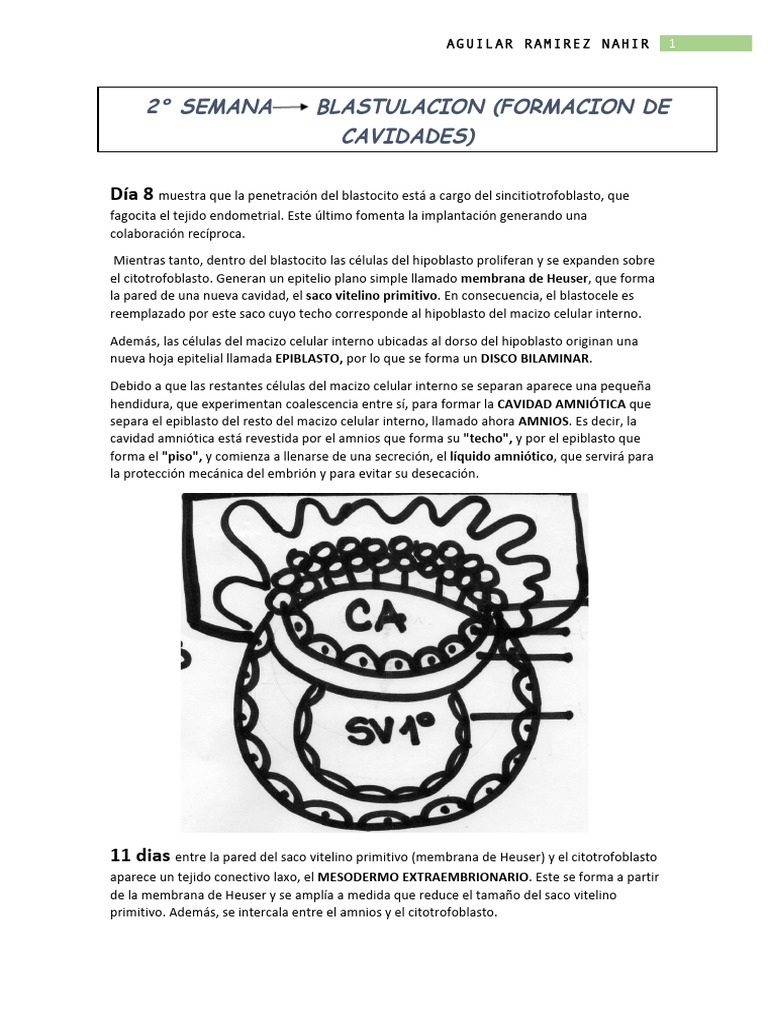 6 - 2da Semana | PDF | Reproducción | Anatomía