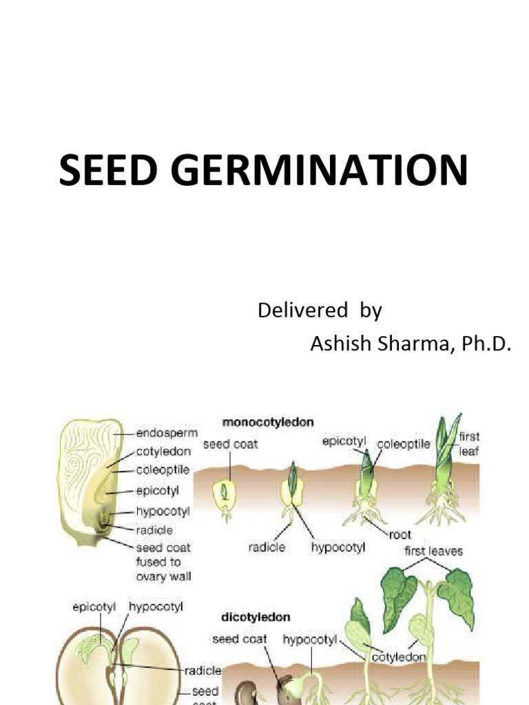 9 Seed Germination | PDF | Germination | Seed