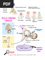 Ángulo Cérvico-Diafisario del Fémur | PDF