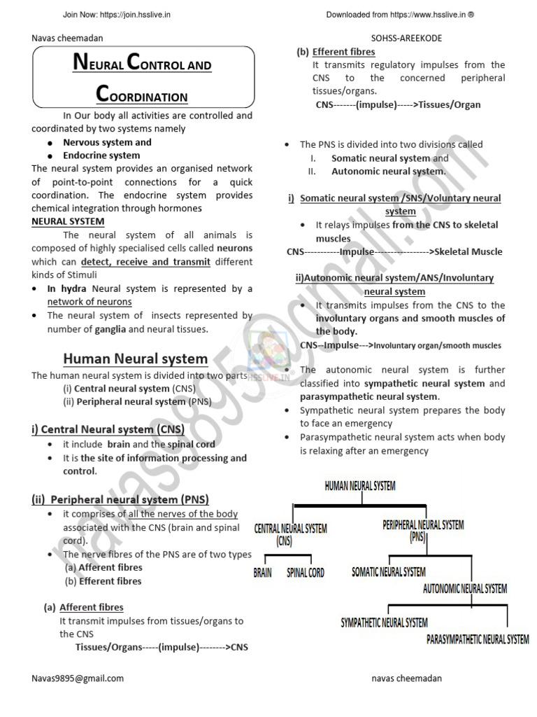 Hsslive_xi_neural control 2023 | PDF | Chemical Synapse | Neuron