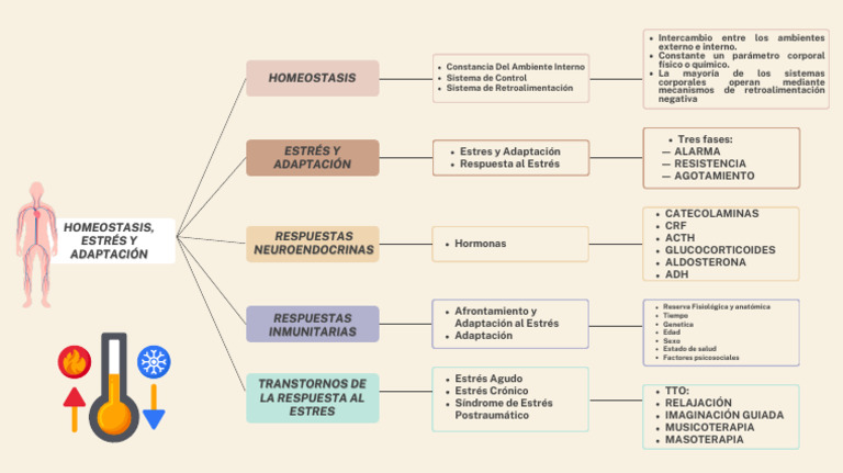 Mapa Conceptual Homeostasis | PDF | Estrés (biología) | Homeostasis