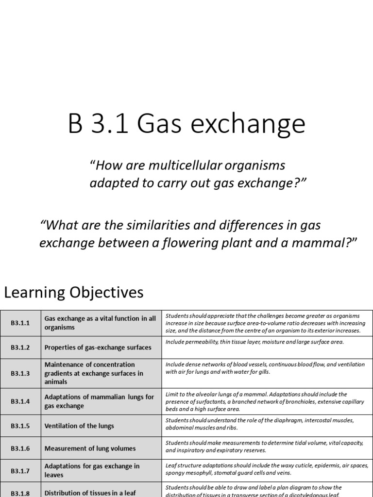 Mammalian Lung Adaptations for Gas Exchange | PDF | Respiratory System ...