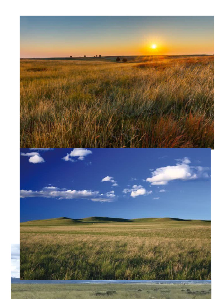 Grassland | PDF