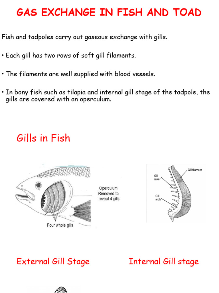 Gaseous Exchange in Fish,Toad and Plants | PDF | Gill | Mouth