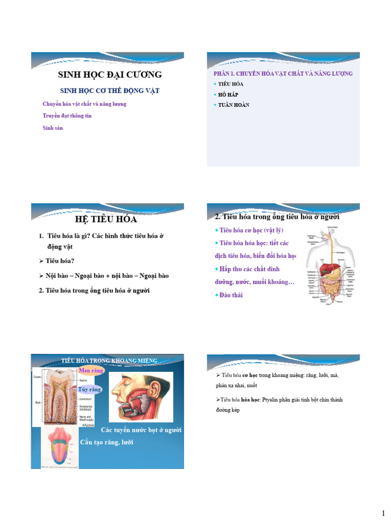 SHDC SH Cơ Thể ĐV | PDF