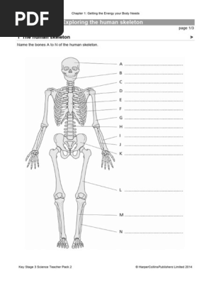 Long Bone Diagram Unlabeled Skeleton Worksheet Wikieducator Start