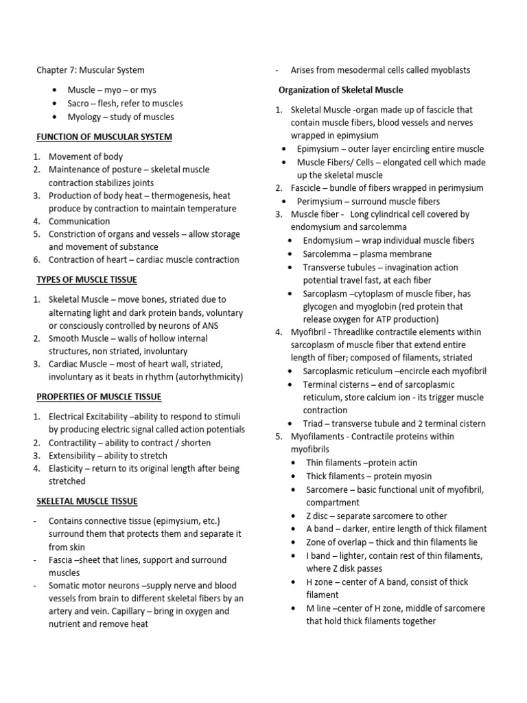 7 Muscle | PDF | Muscle Contraction | Skeletal Muscle